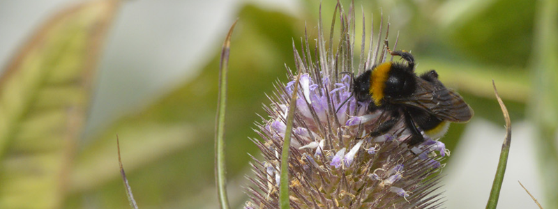 Meer hommels met een wit kontje - Welke hommel is dit?